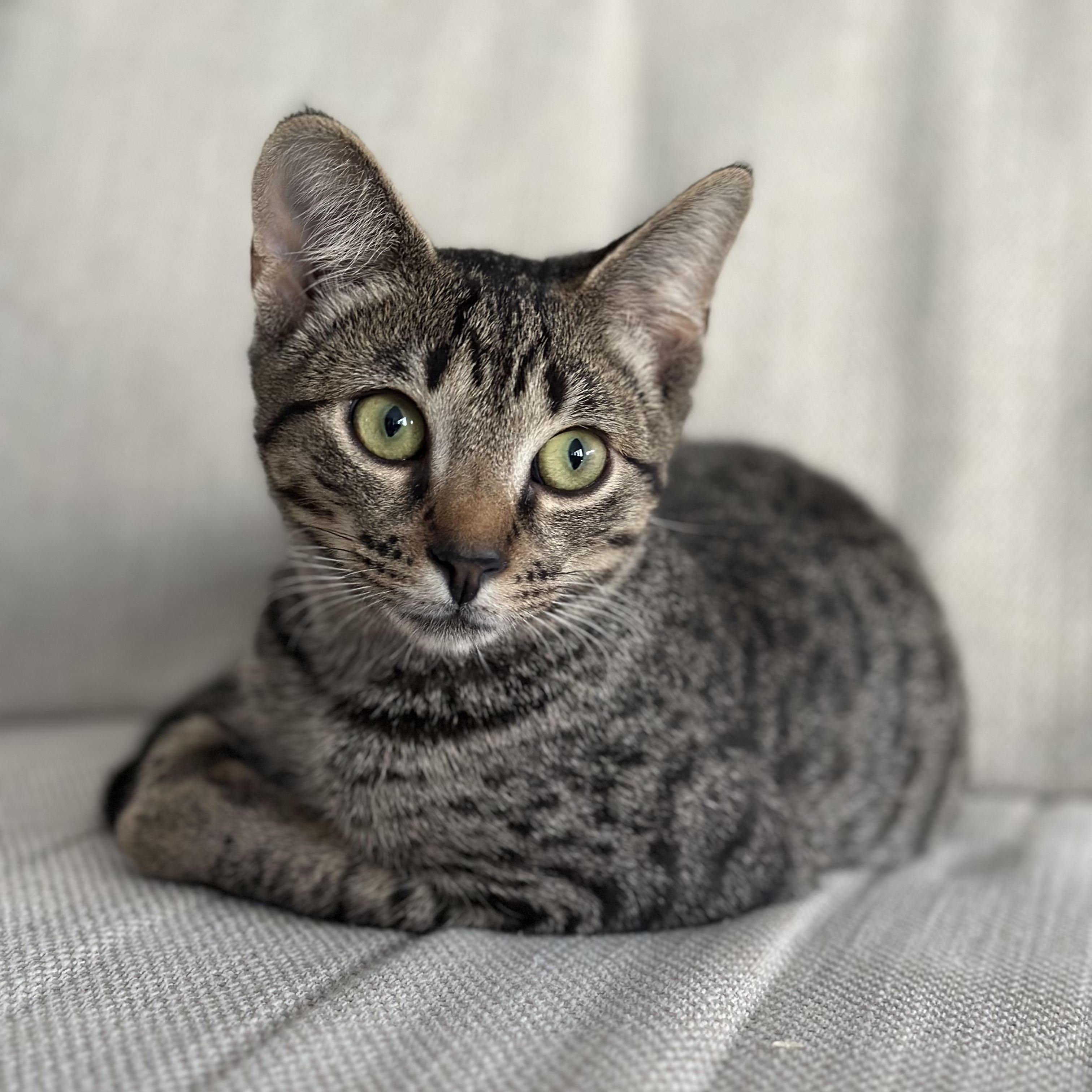 Cat for adoption - Winning Willie, a Domestic Short Hair in Woonsocket ...