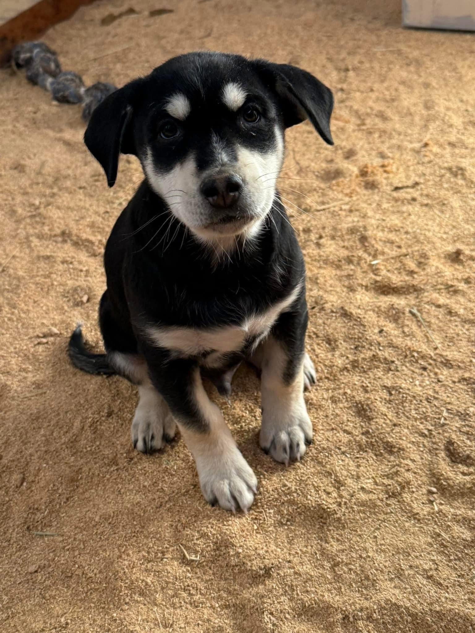 Adoptions – Humane Society of the Ochocos