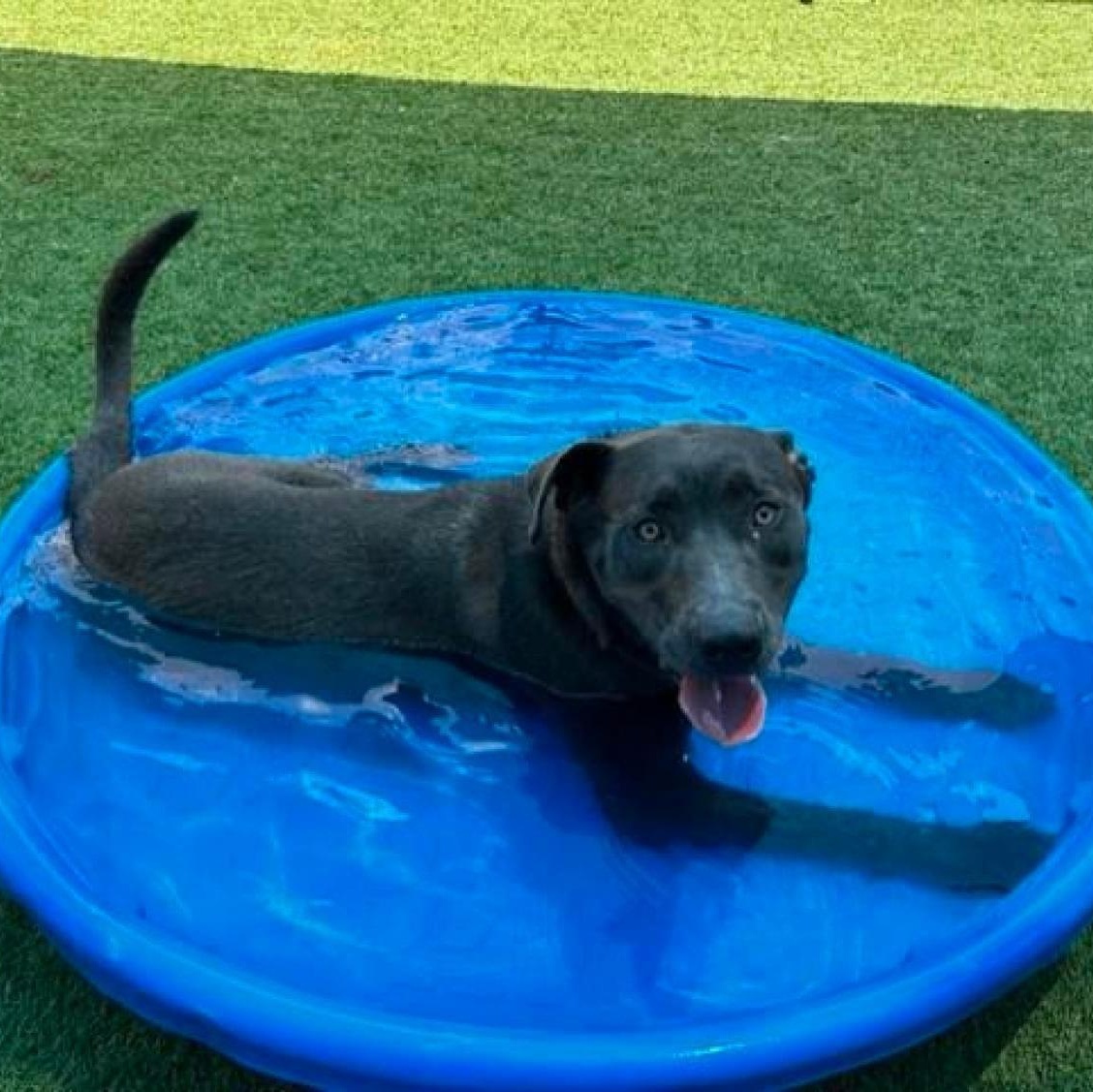 Dog for adoption - Sara, a Labrador Retriever & American Staffordshire ...