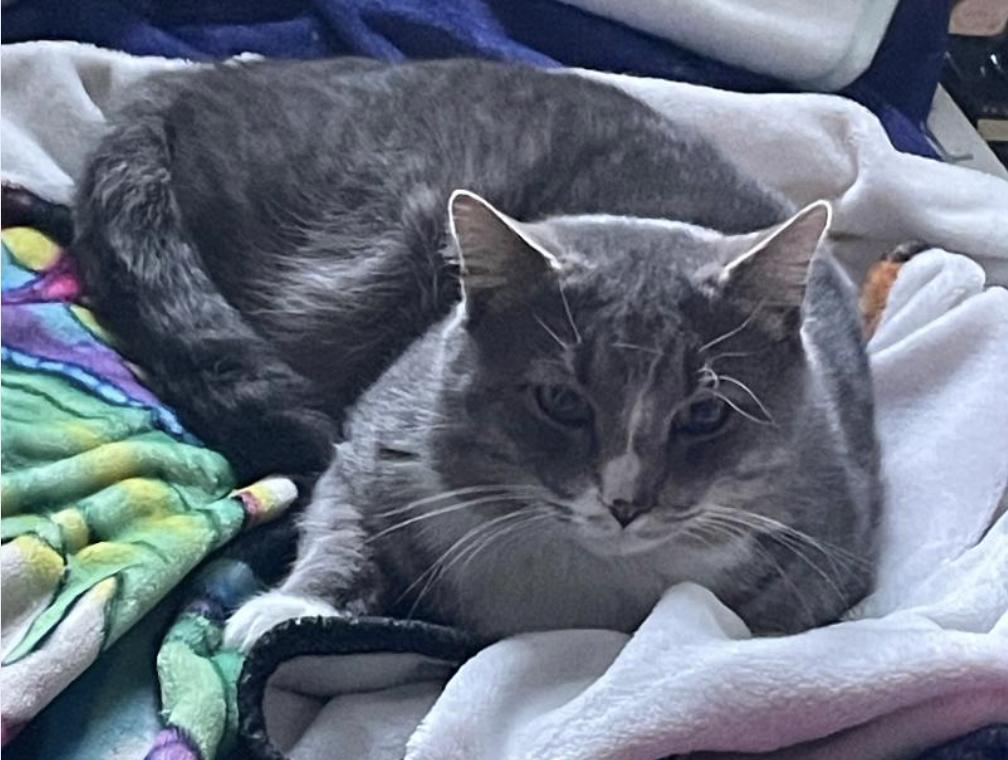 Cat for adoption - Prince Charming, a Domestic Short Hair in Beverly ...