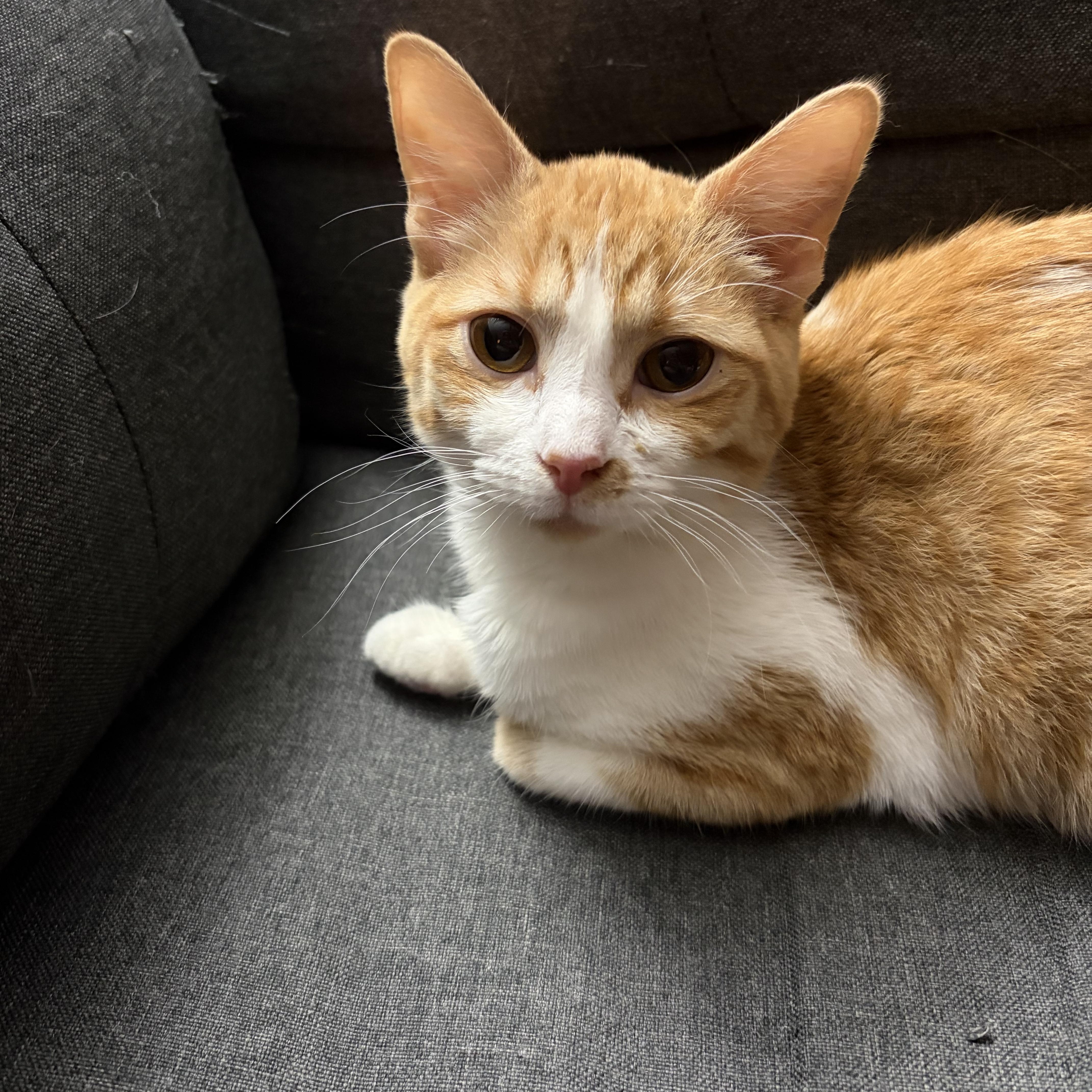 Sherbie - Adoptable Pet | Petfinder | Petfinder