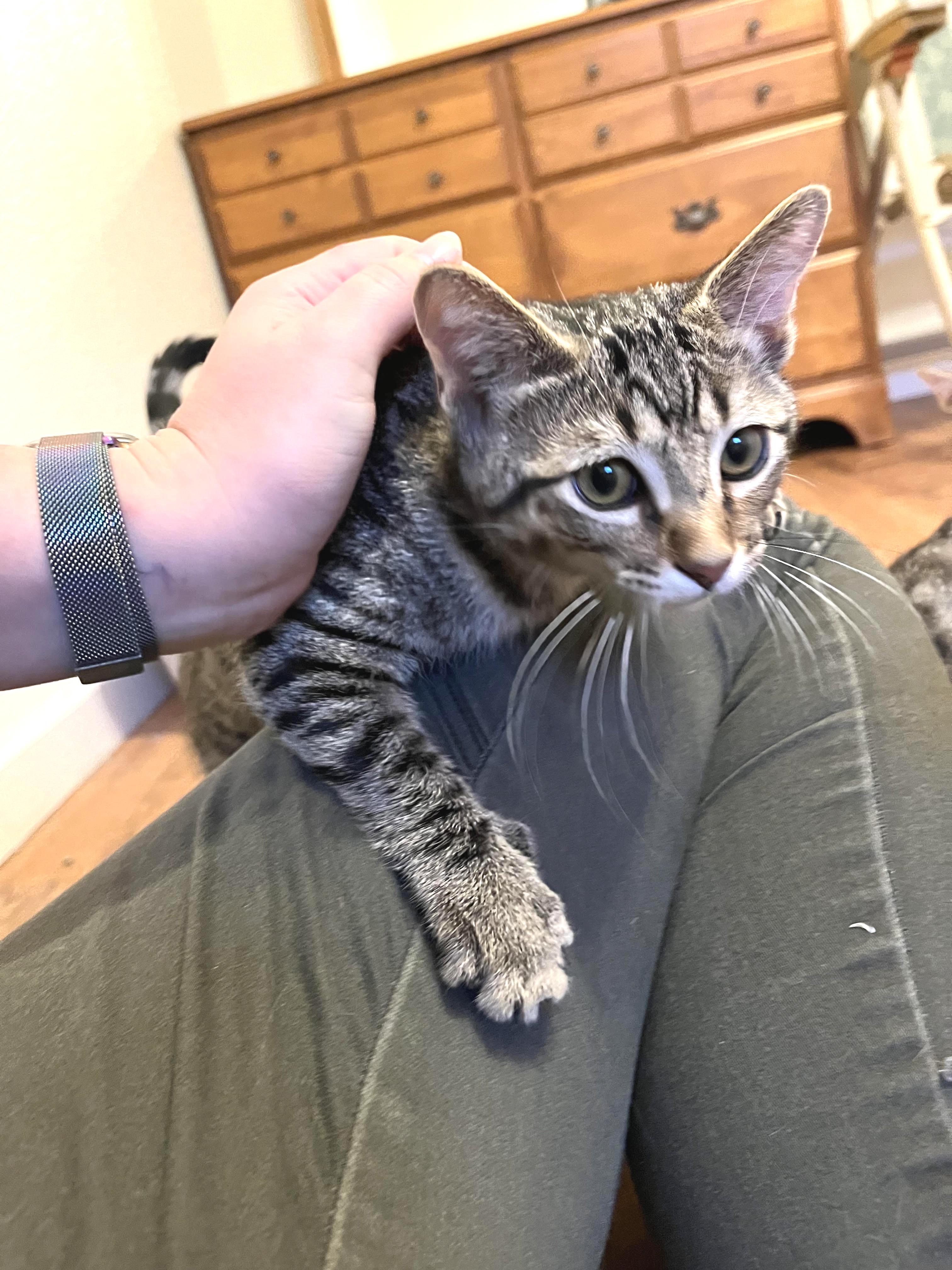 Cat for adoption - Ramses, a Domestic Short Hair in Fort Worth, TX ...
