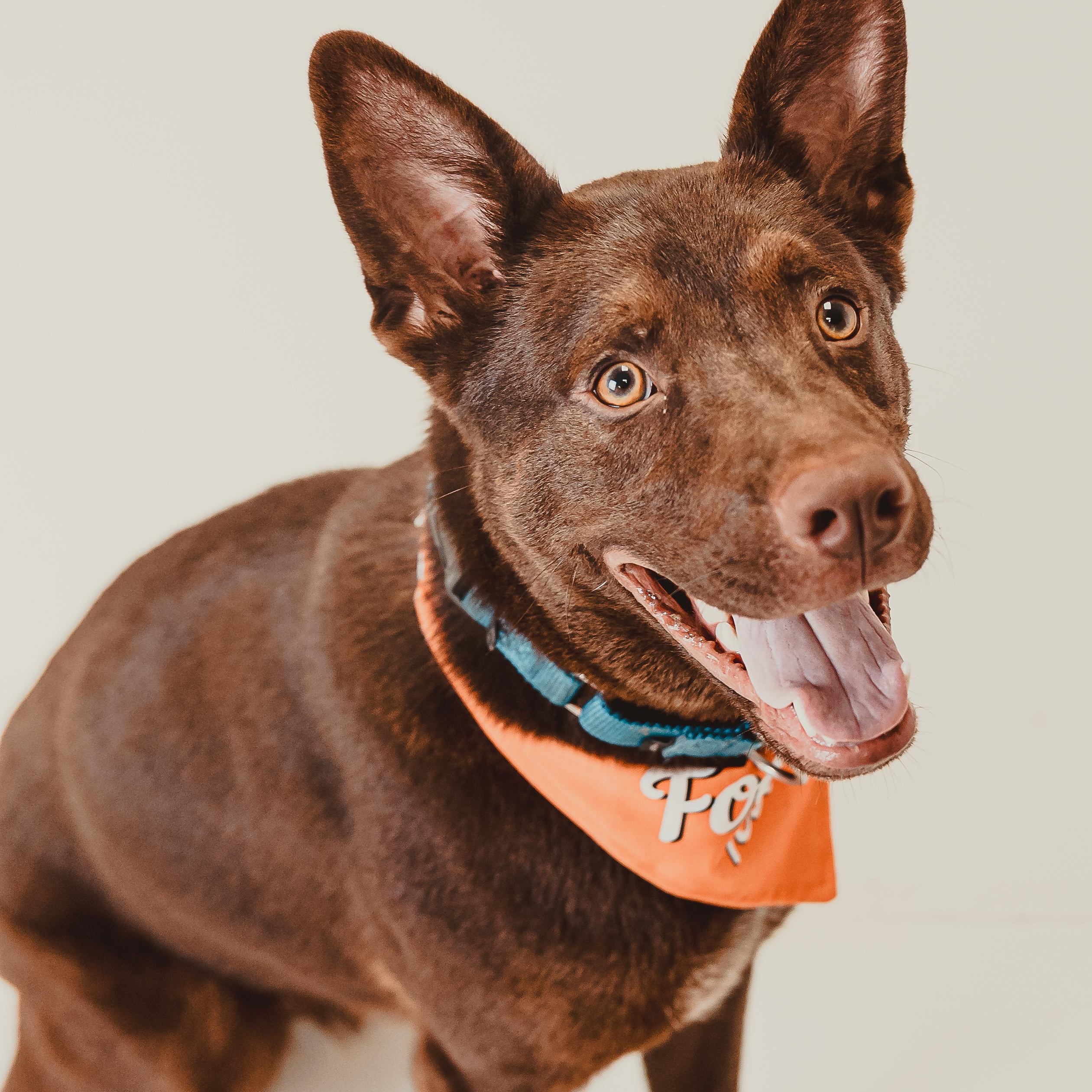 Dog for adoption - Hershey, a Shepherd Mix in Krum, TX | Petfinder