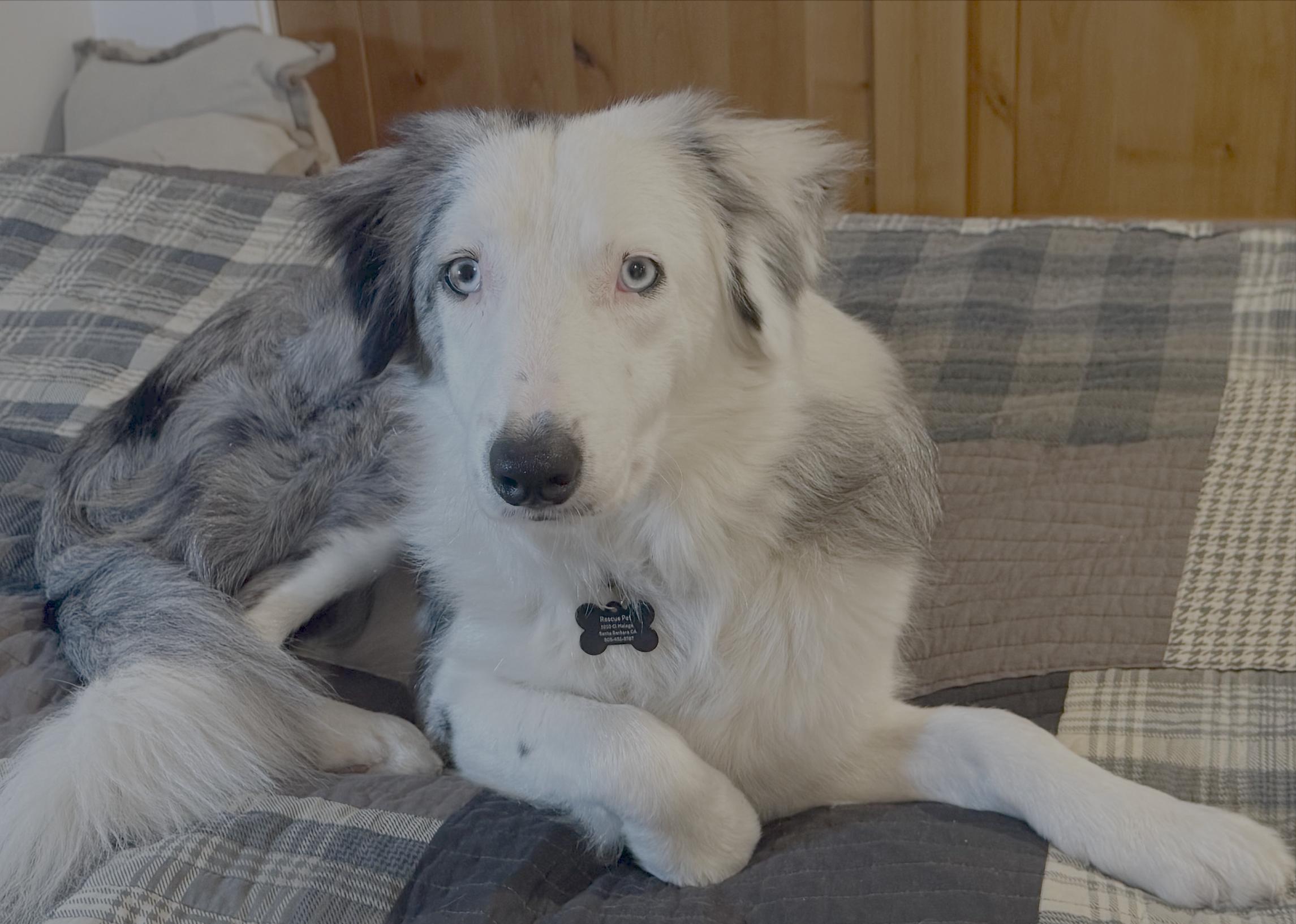 Dog for adoption - Jett, a Border Collie in Goleta, CA | Petfinder