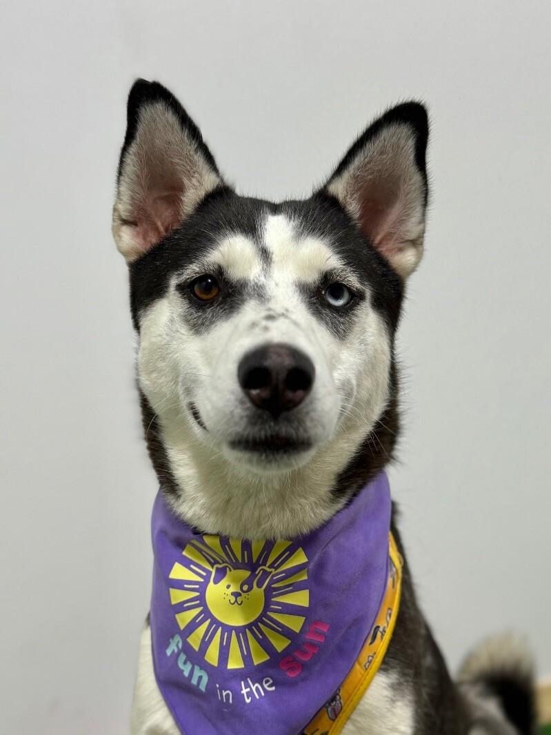 Dog for adoption - Kelly, a Siberian Husky Mix in Sparks, NV | Petfinder