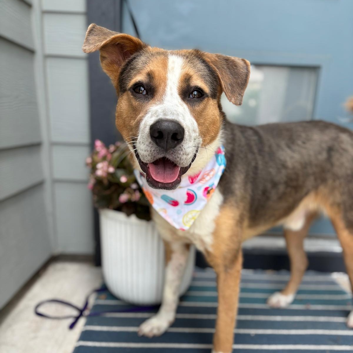 Dog for adoption - Finnick (Finn), a Shepherd Mix in Kennewick , WA ...