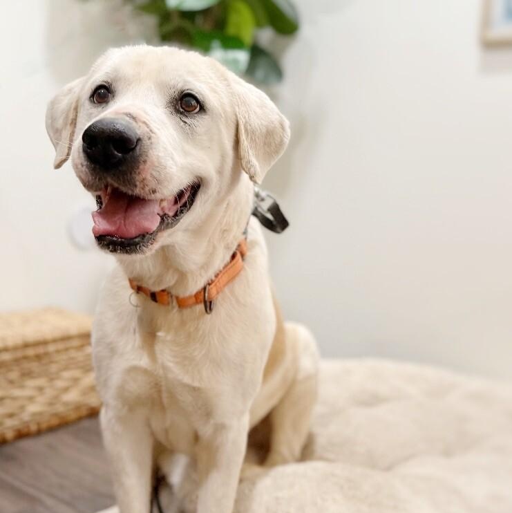 Dog for adoption - Turbo the happy perfect Pyr Mix, a Yellow Labrador ...