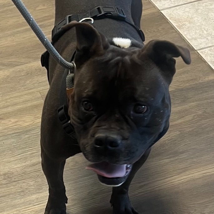 Dog for adoption - Baboo, a Pit Bull Terrier in St Louis, MO | Petfinder