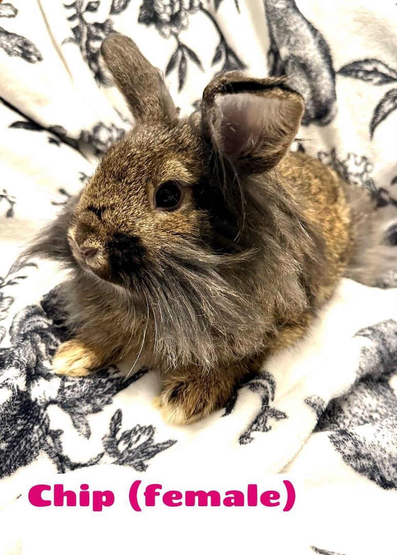 Rabbit for adoption - Chip, a Lionhead in Eagle, ID | Petfinder