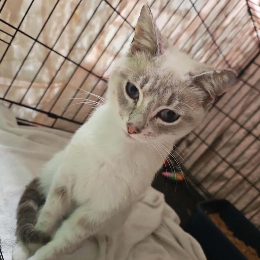 Cat for adoption - Rosie & Beans, a Domestic Short Hair & Siamese Mix ...