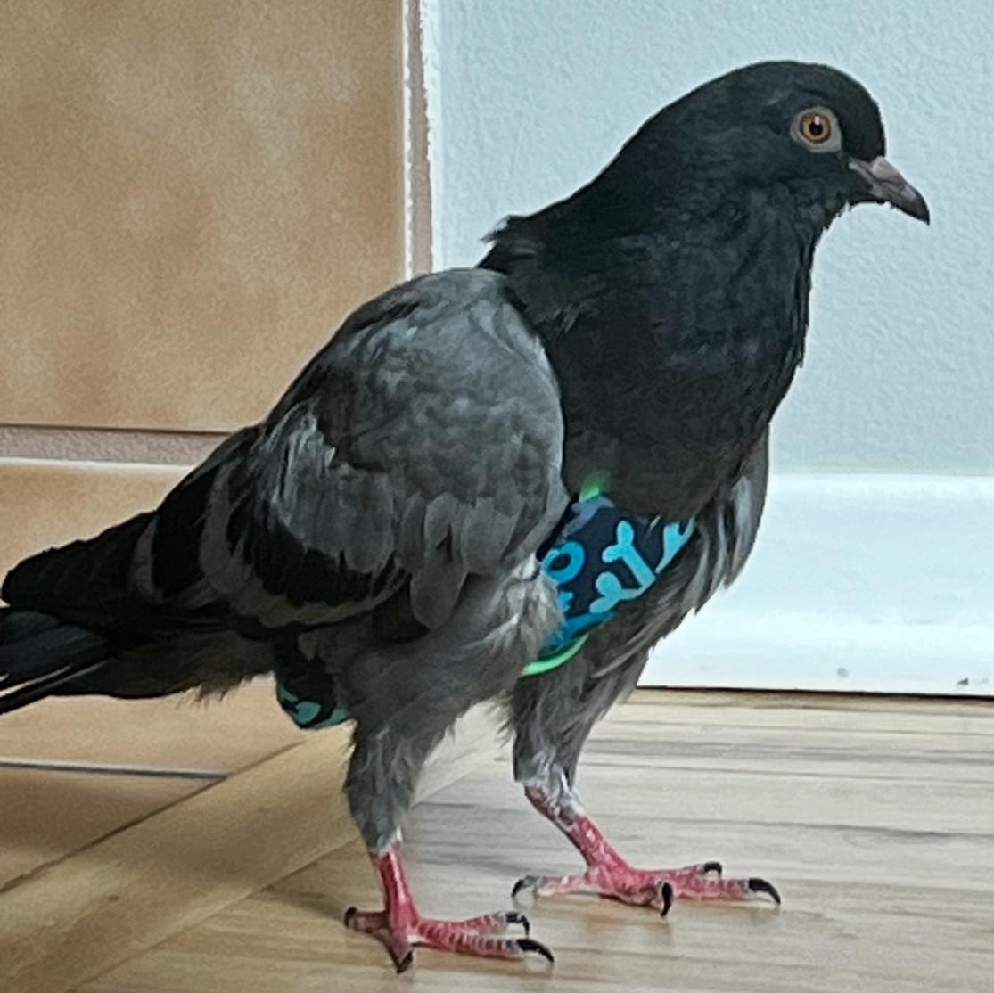 Dove for adoption - Leopold, a Pigeon in Chicago, IL | Petfinder