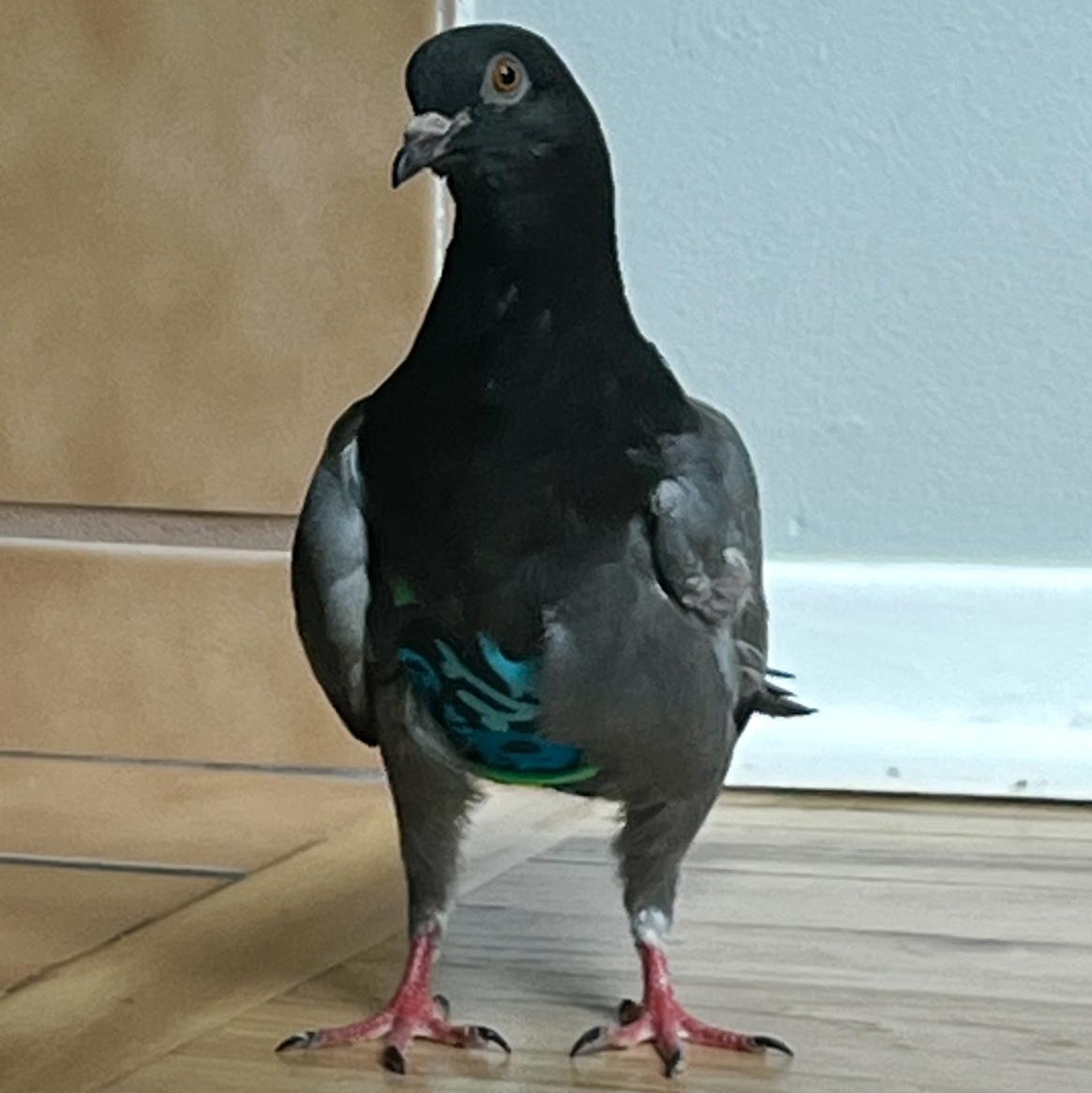 Dove for adoption - Leopold, a Pigeon in Chicago, IL | Petfinder