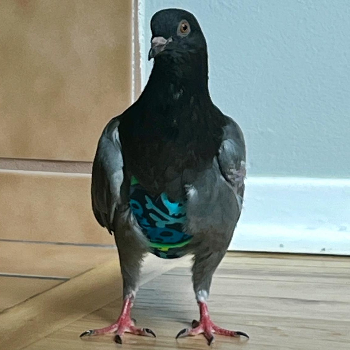 Dove for adoption - Leopold, a Pigeon in Chicago, IL | Petfinder