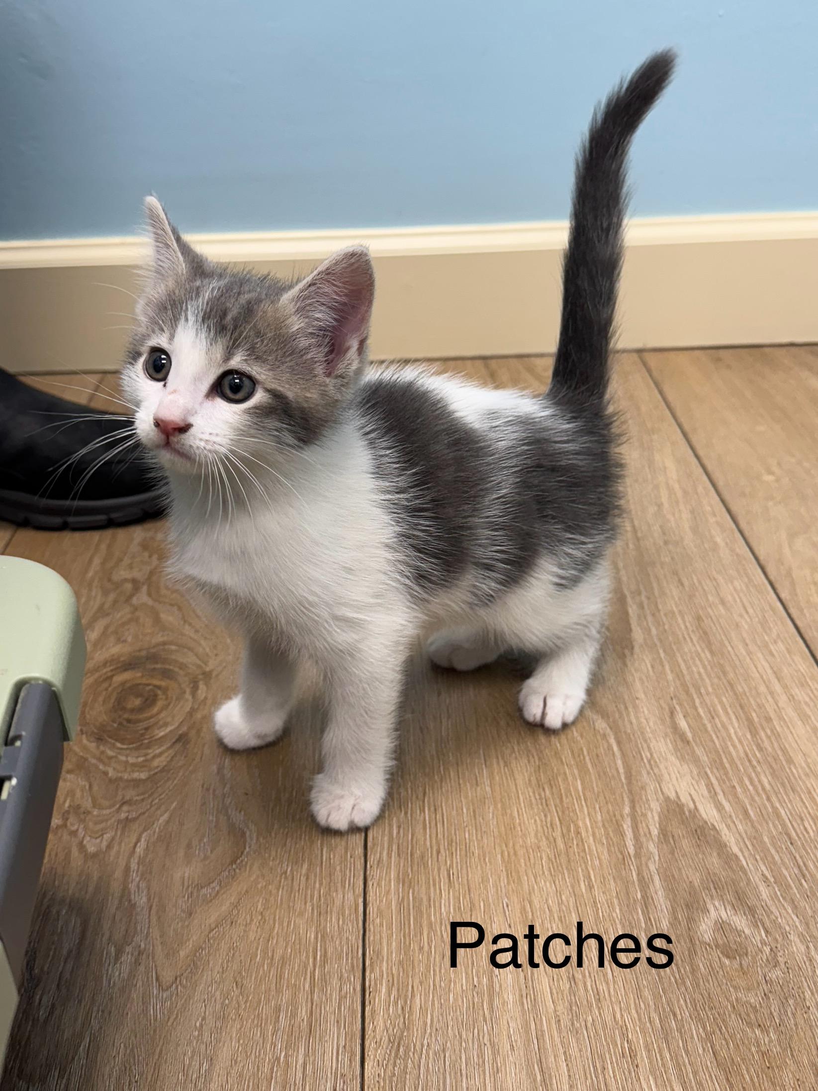 Cat for adoption - Macie, Patches, Benny-Boy, a Tabby & Domestic Medium Hair Mix in Solon, OH ...