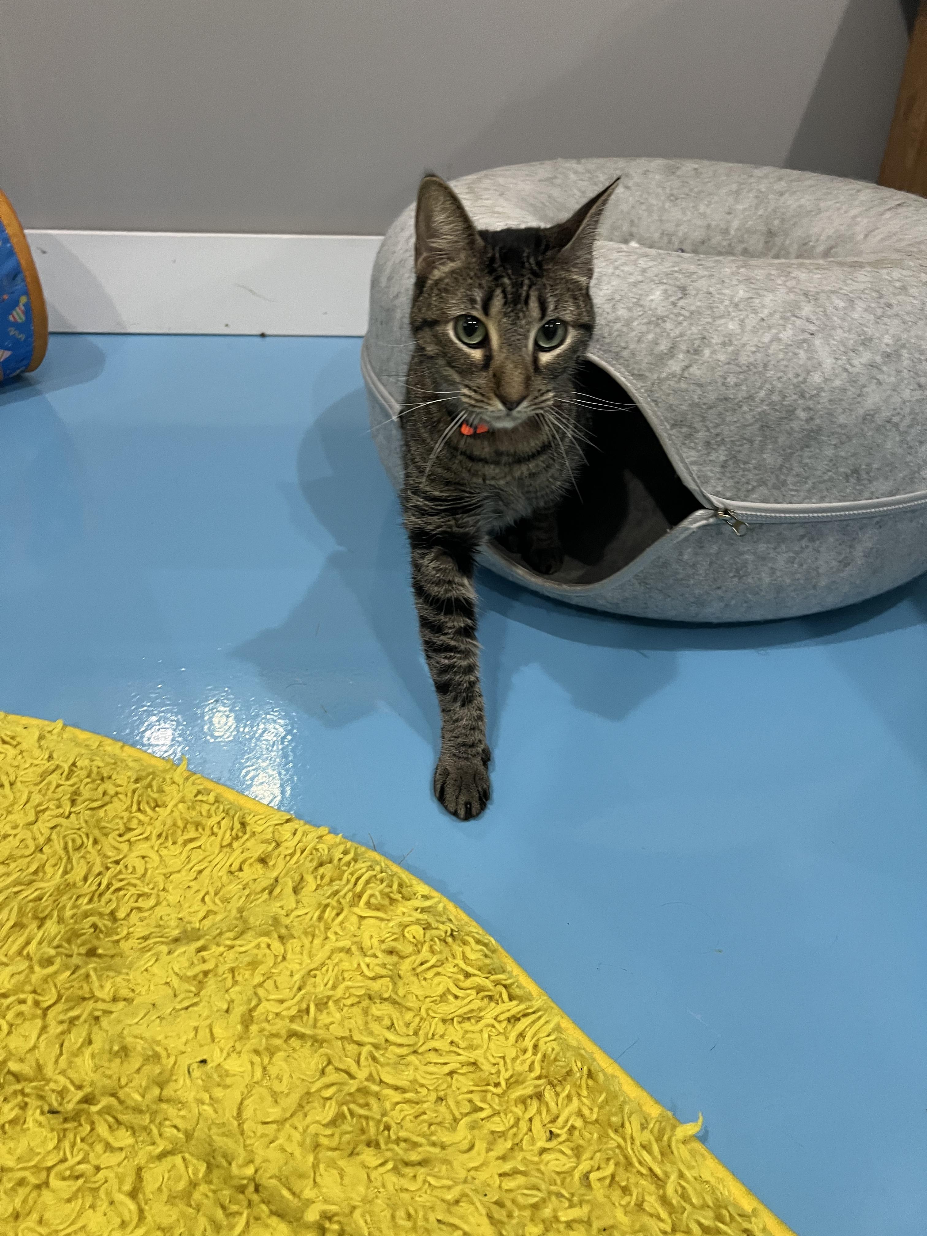 Cat for adoption - Mallory, a Tabby & Domestic Short Hair Mix in DENVER ...