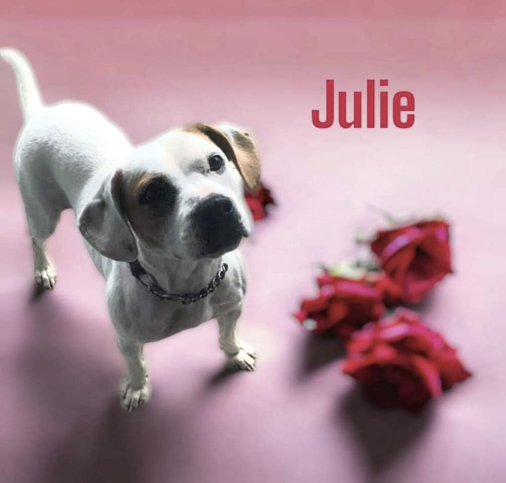 Dog for adoption - JULIE, a Beagle in Coudersport, PA | Petfinder