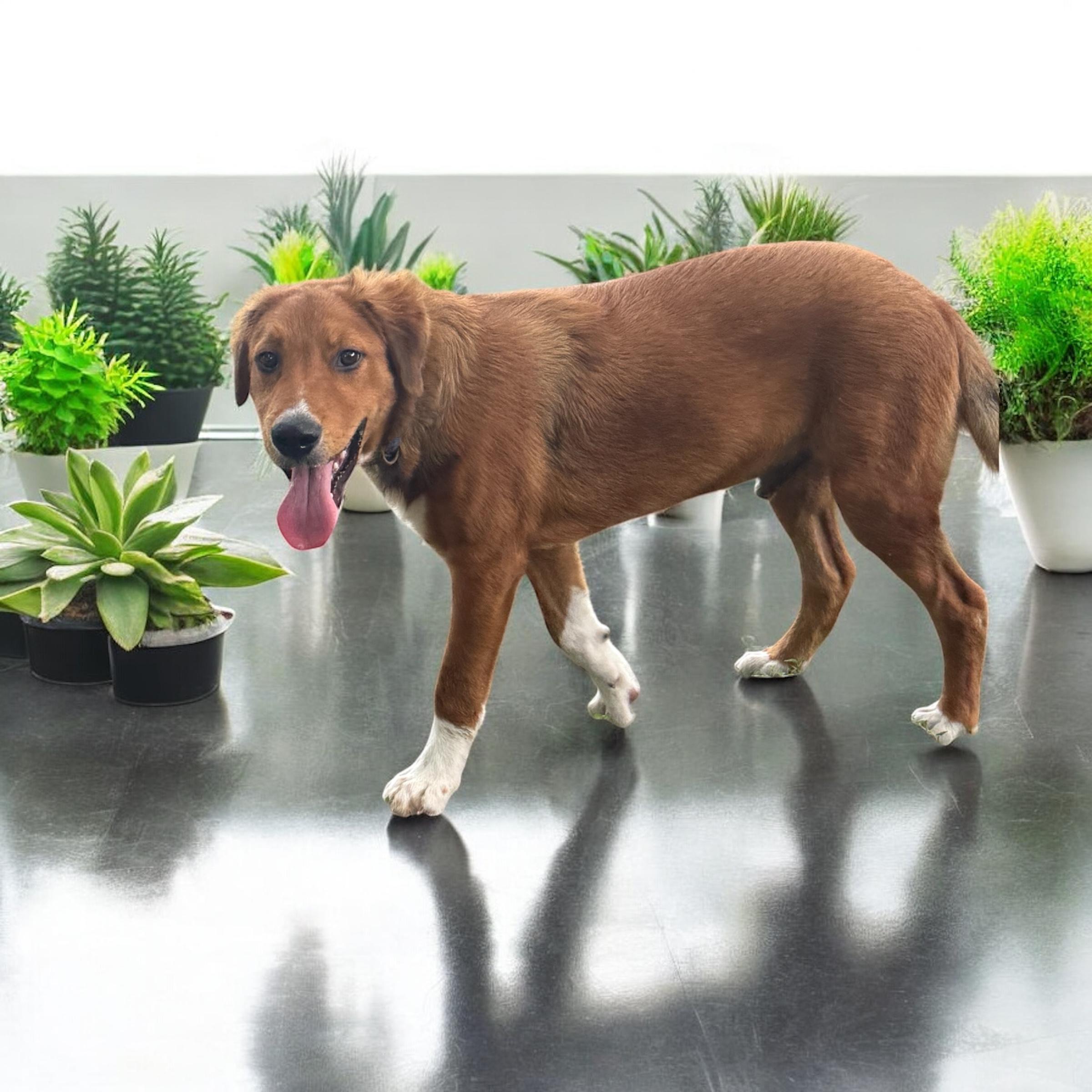 Dog for adoption - Beau, an Australian Shepherd in Dover, DE | Petfinder