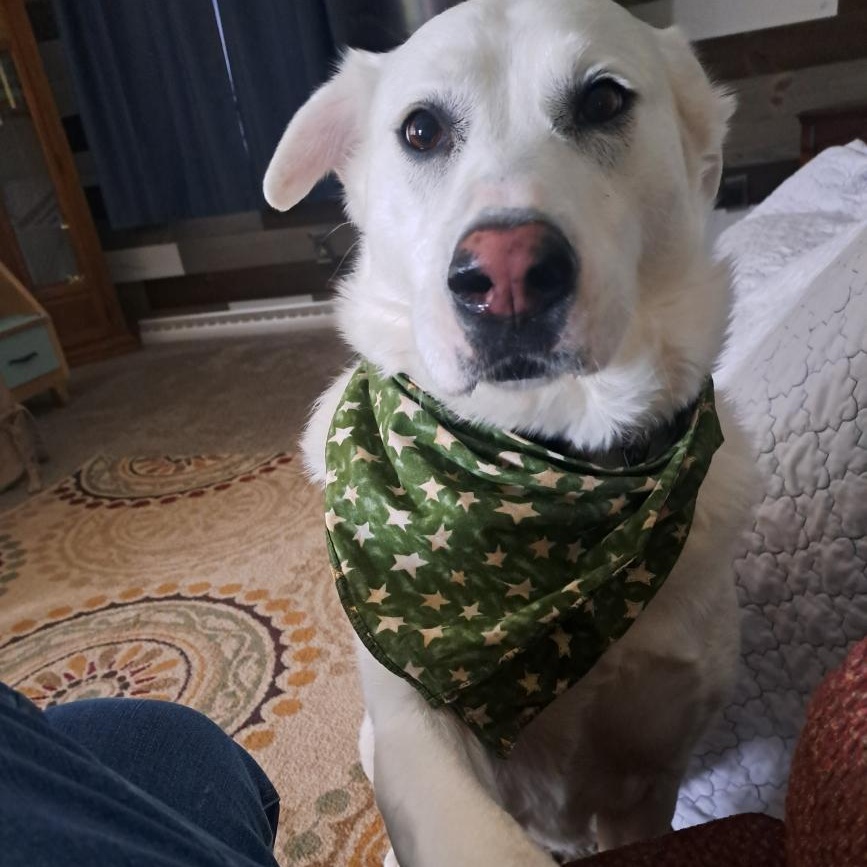 Dog for adoption - Paloma, a Chesapeake Bay Retriever & Great Pyrenees ...