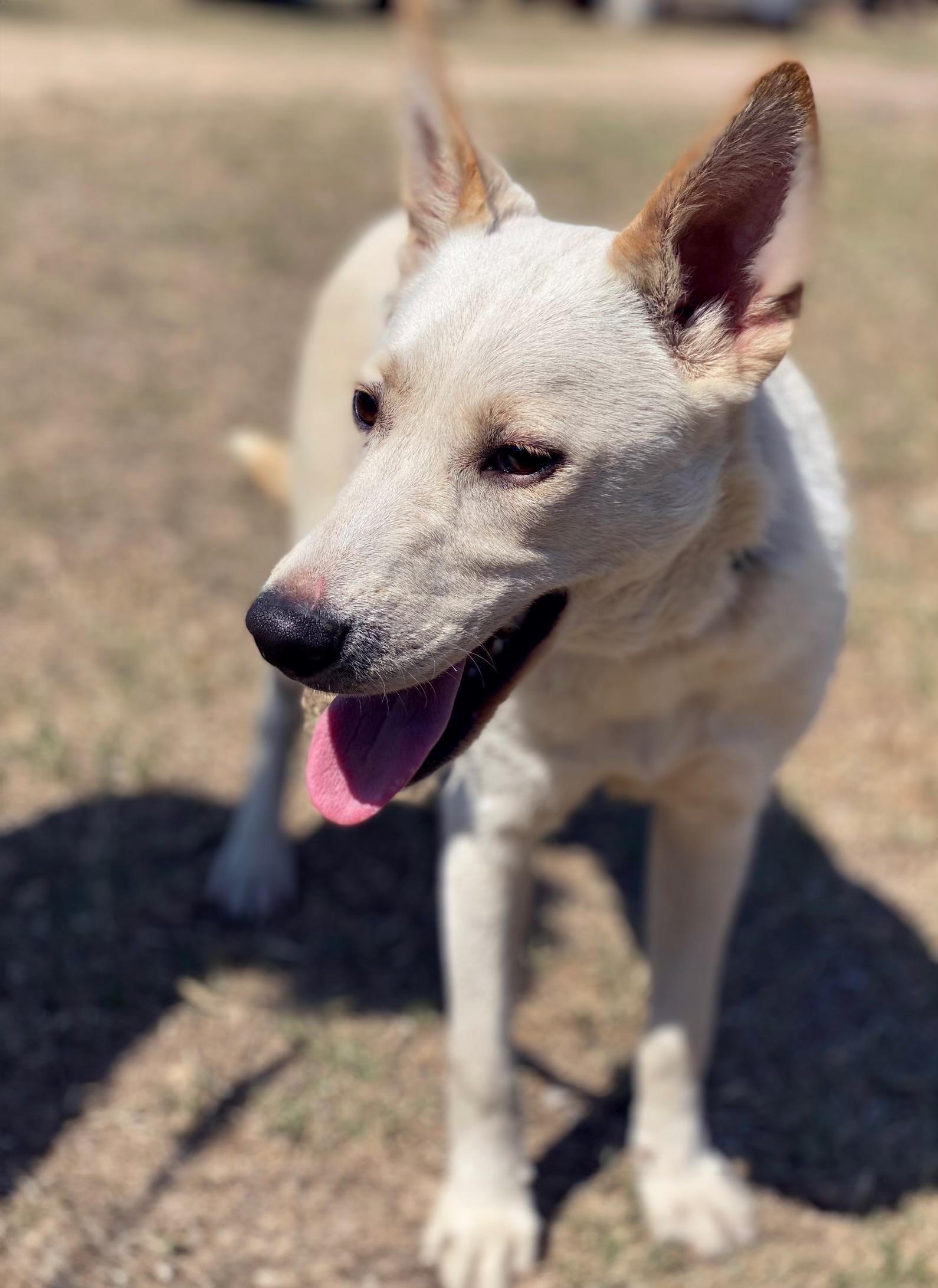 Dog for adoption - Bolt, a Labrador Retriever & White German Shepherd ...