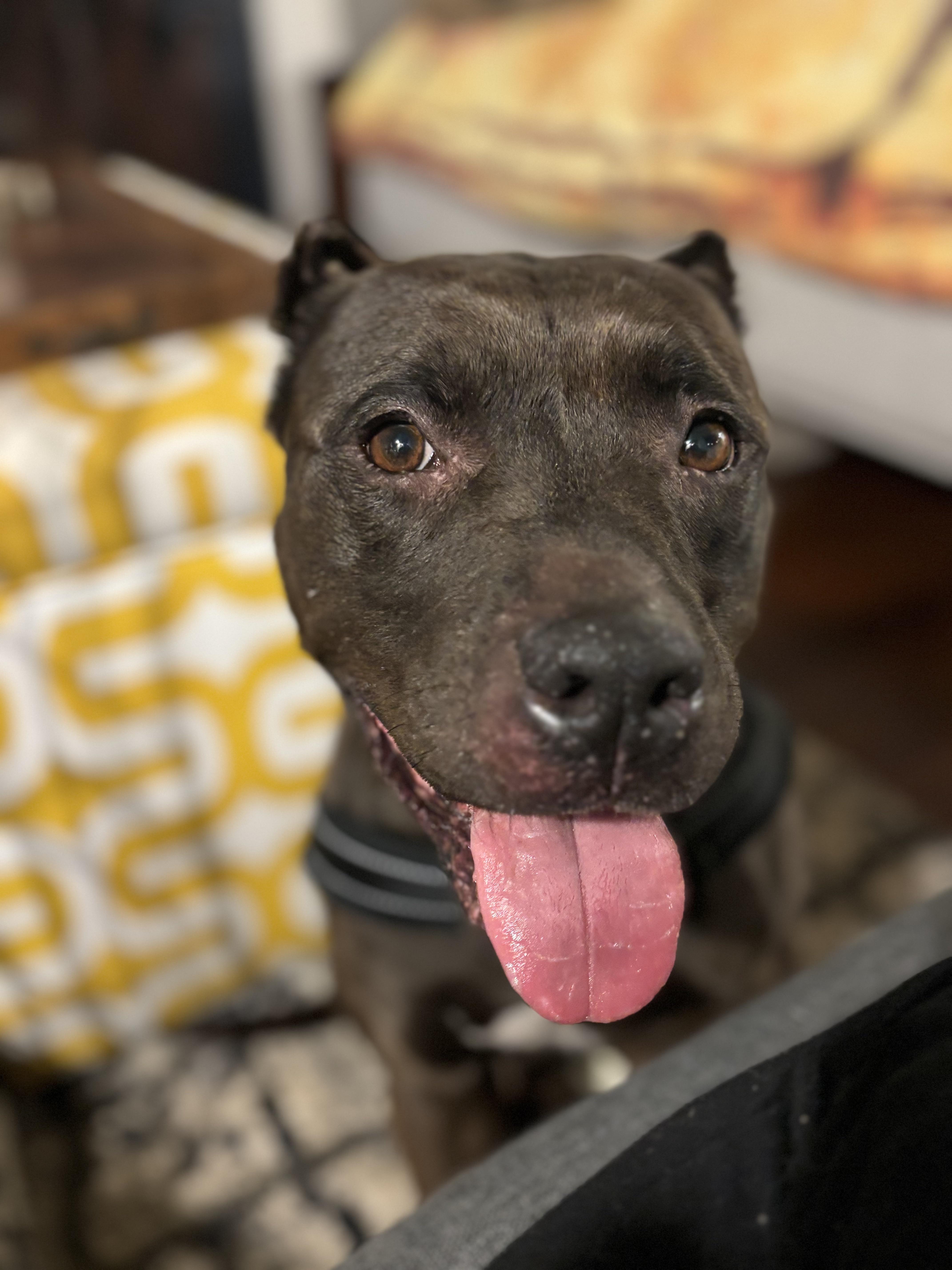 Dog for adoption - Saving Sherry: A Second Chance for Sweetness, an American Staffordshire ...