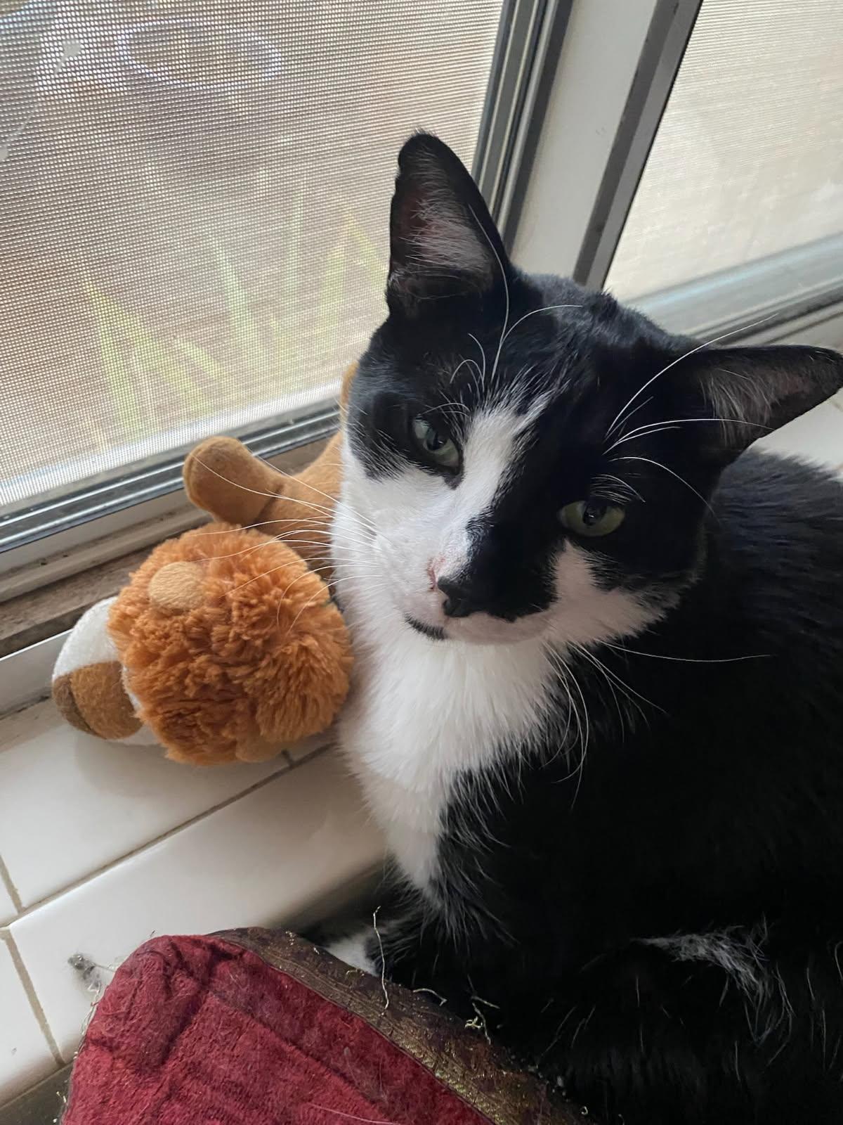 Cat for adoption - PHANTOM - Courtesy Listing, a Tuxedo in Prescott, AZ ...