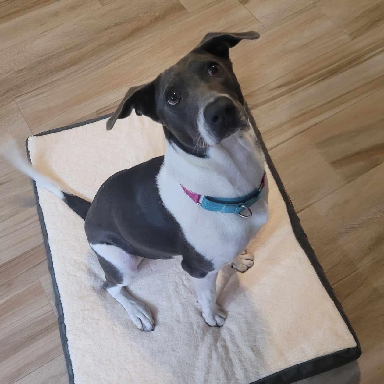Dog for adoption - Celine Dion, a Weimaraner in Salt Lake City , UT ...