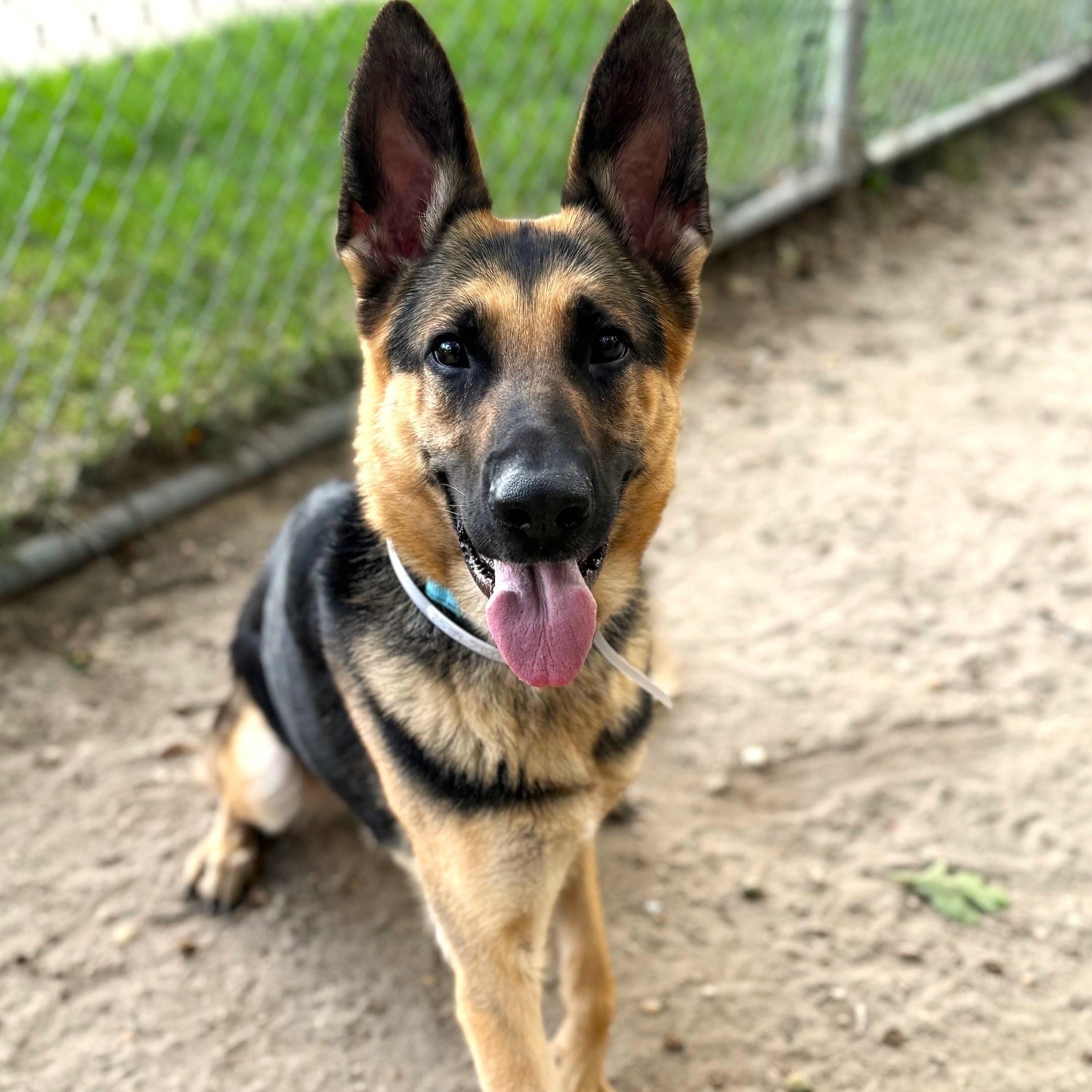Dog for adoption - Rhea, a German Shepherd Dog in Brookhaven, NY ...