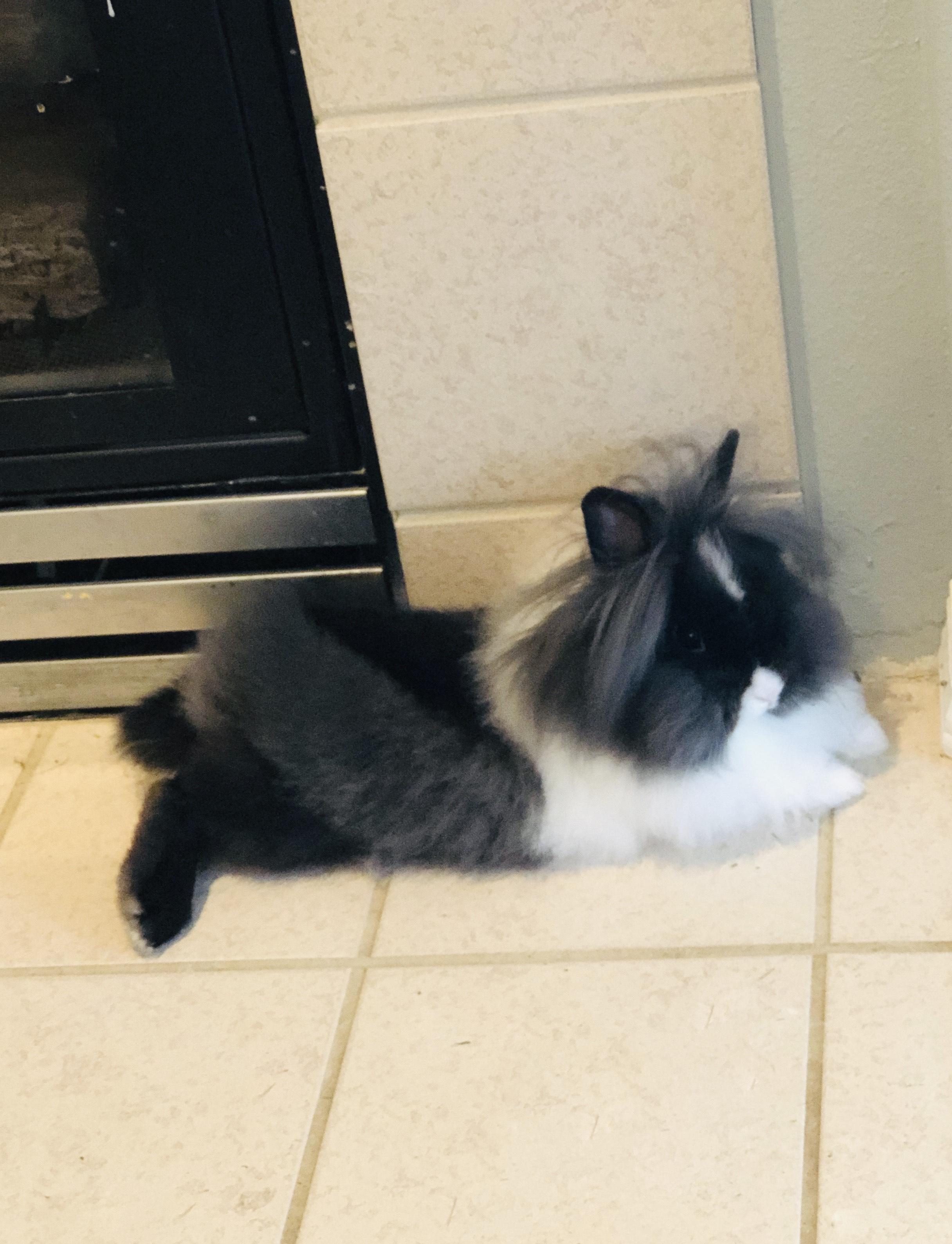 Rabbit for adoption - Ham, a Rex in Gig Harbor, WA | Petfinder