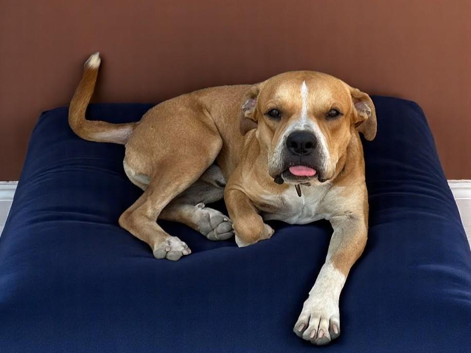 Dog for adoption - Cruz, a Mixed Breed in Los Angeles, CA | Petfinder