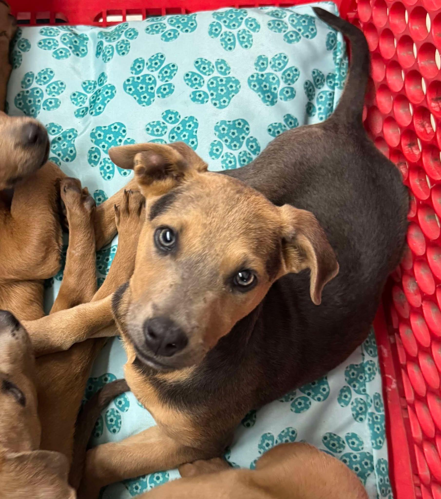 Dog for adoption - Hazel, a Blue Lacy & Labrador Retriever Mix in ...