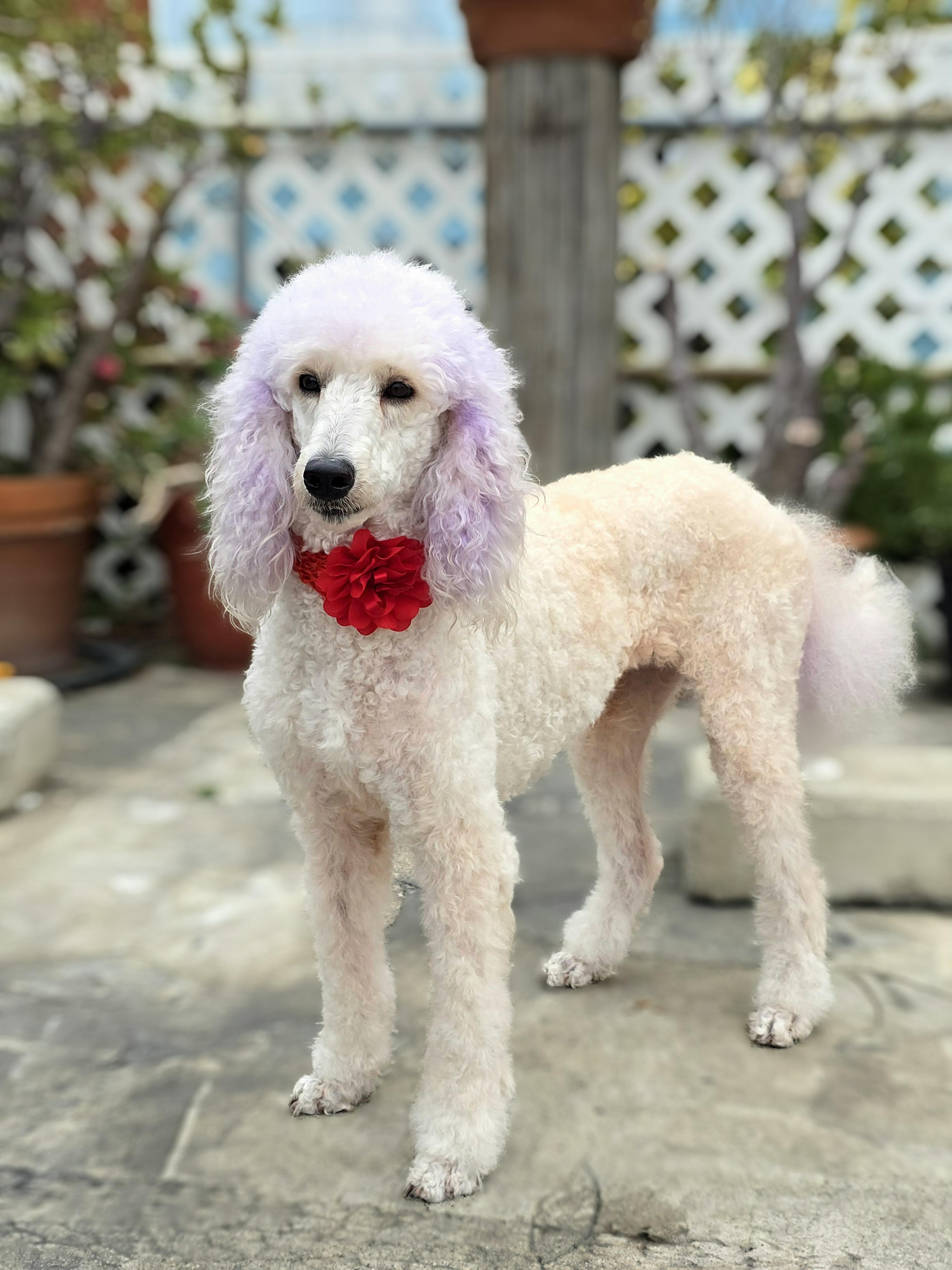 Dog for adoption - Stella, a Standard Poodle in San Pedro, CA | Petfinder