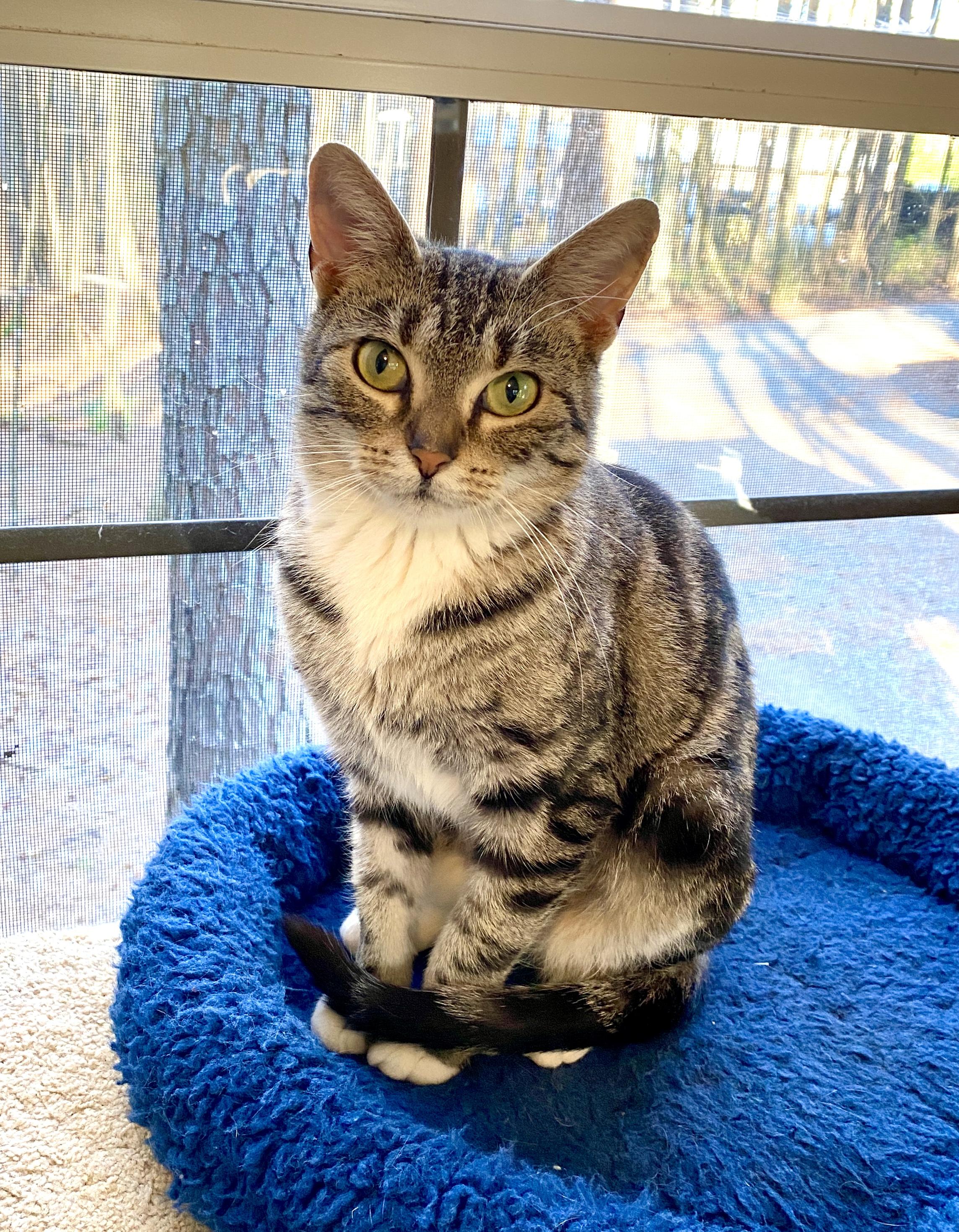 Cat for adoption - Turtle, a Tabby in Jasper, GA | Petfinder