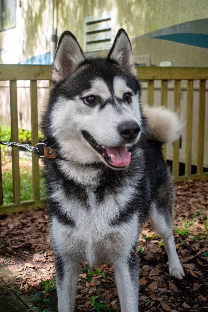 Dog for adoption - SMOKEY, a Siberian Husky in Lake Helen, FL | Petfinder