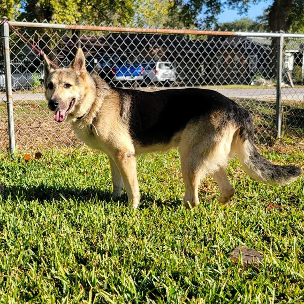 Dog for adoption - LUKE ALLEN GS, a German Shepherd Dog in Allentown, PA | Petfinder