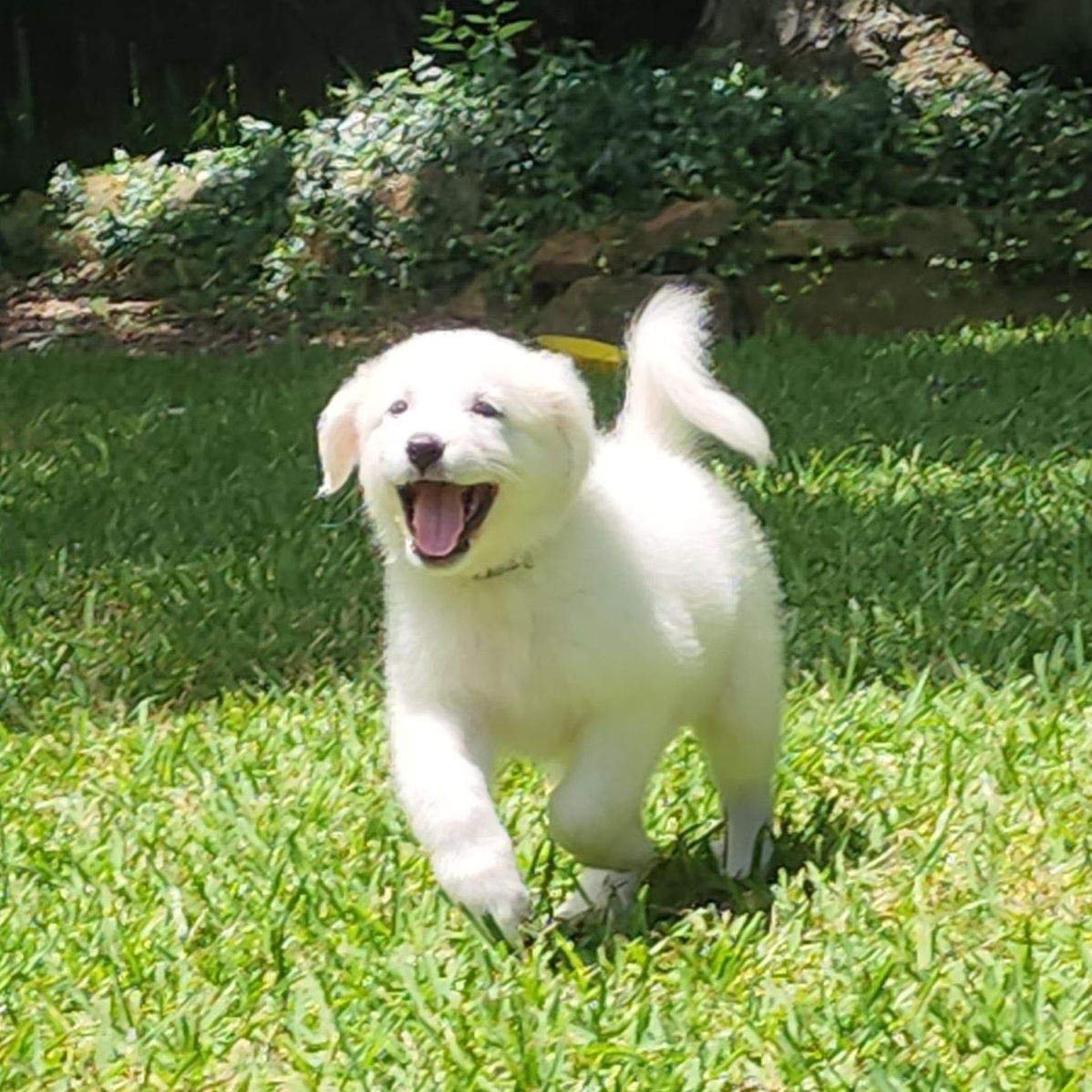 Dog for adoption - Constance, a Great Pyrenees Mix in Ogden, UT | Petfinder