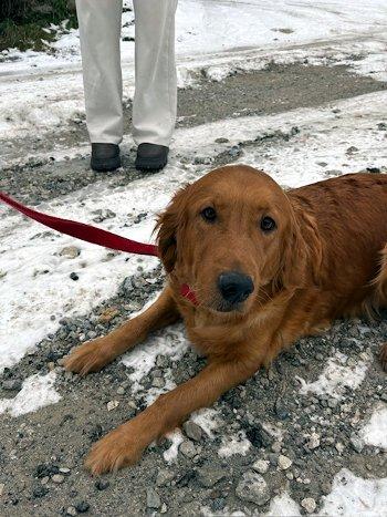 Shelli - Adoptable Pet | Petfinder | Petfinder