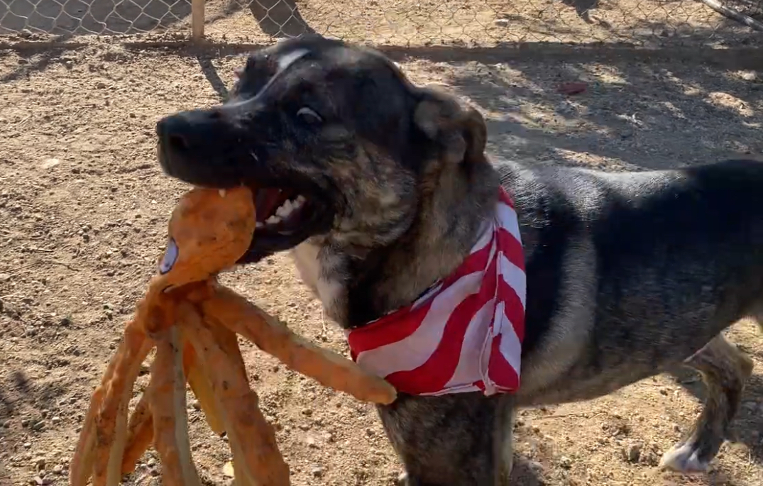 Dog for adoption - Awesome Willy brindle so fabulous, a Mountain Cur ...