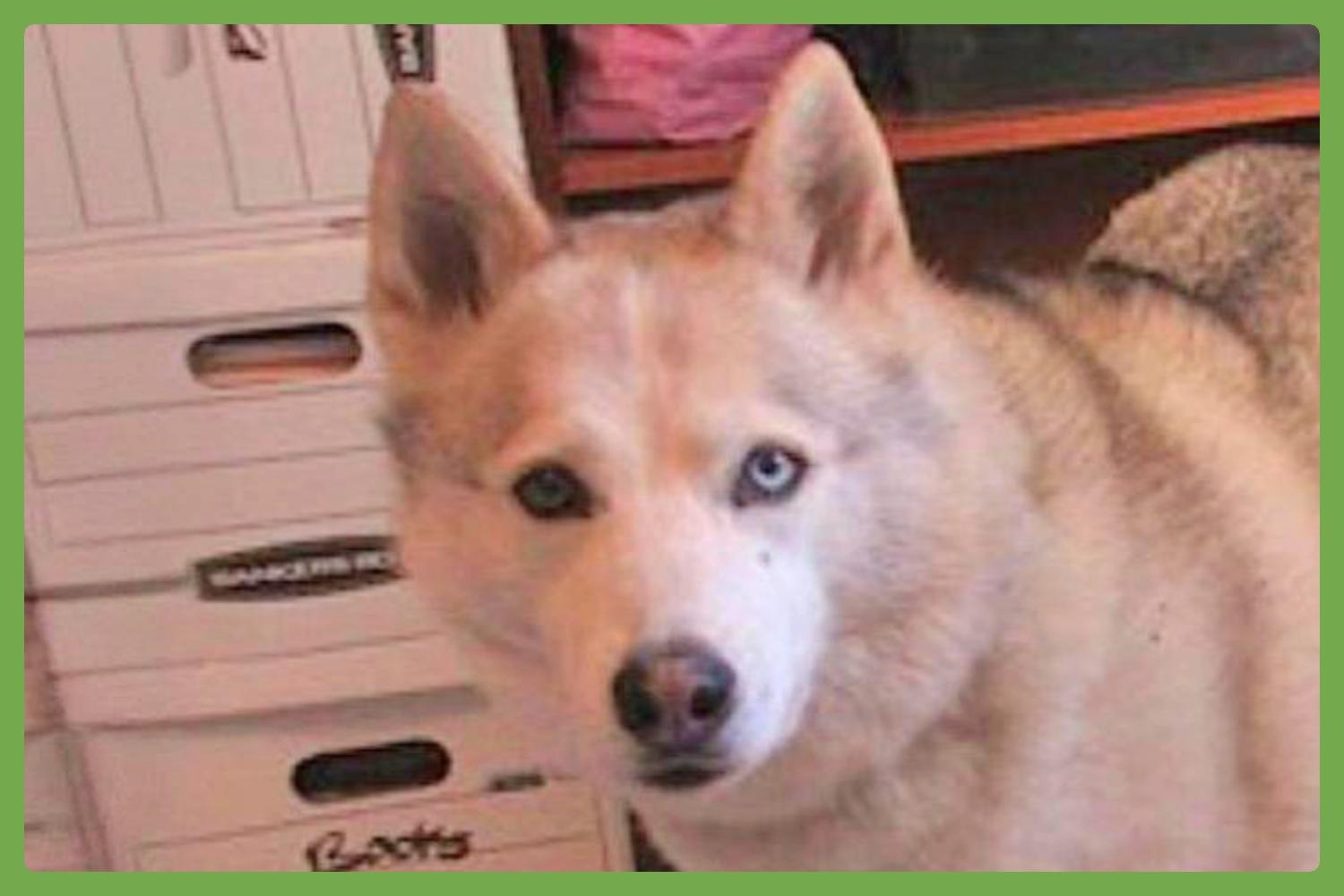 Dog for adoption - Noel, a Siberian Husky in Portland, OR | Petfinder