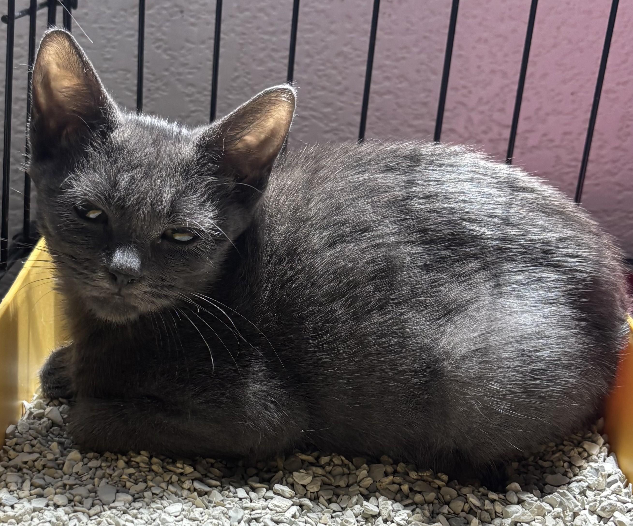 Cat for adoption - Sway, a Russian Blue in Boca Raton, FL | Petfinder