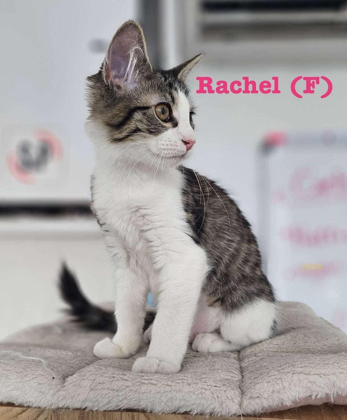 Cat for adoption - Rachel (super snuggler!), a Domestic Medium Hair ...