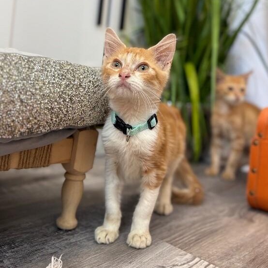 Cat for adoption - Paco Manuel, a Domestic Medium Hair & Tabby Mix in ...