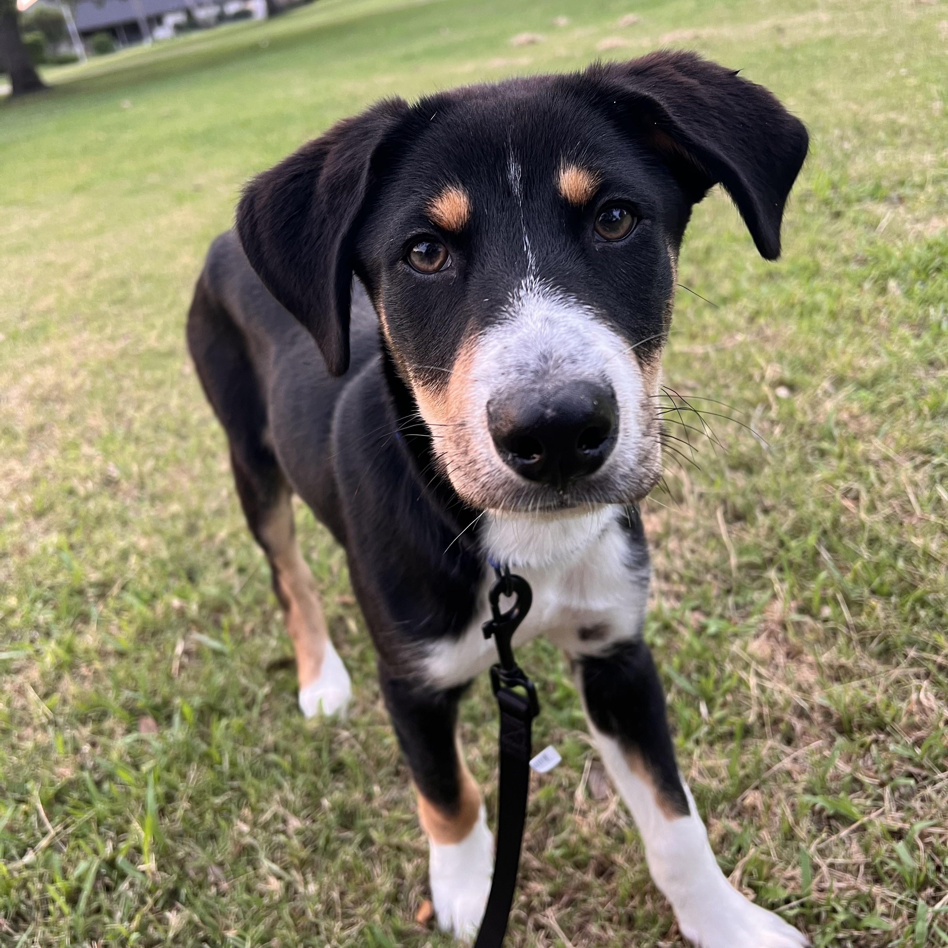 Dog for adoption - Simba, a Cattle Dog Mix in Tacoma, WA | Petfinder