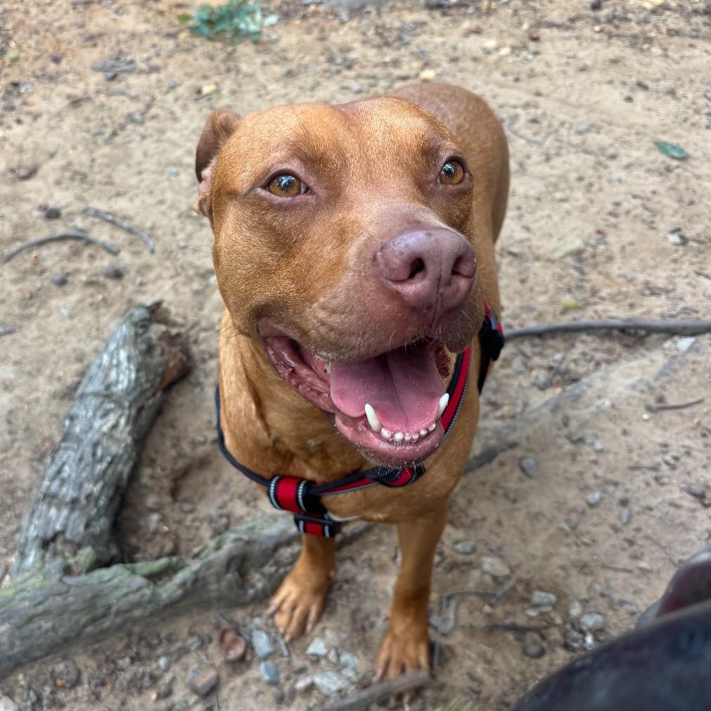 Dog for adoption - Good Luck Chuck, a Pit Bull Terrier Mix in ...