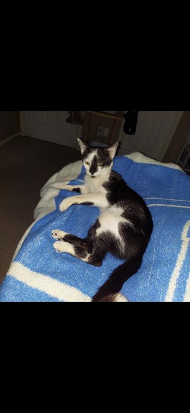 Cat for adoption - Uncle Fester, a Domestic Short Hair & Tuxedo Mix in ...
