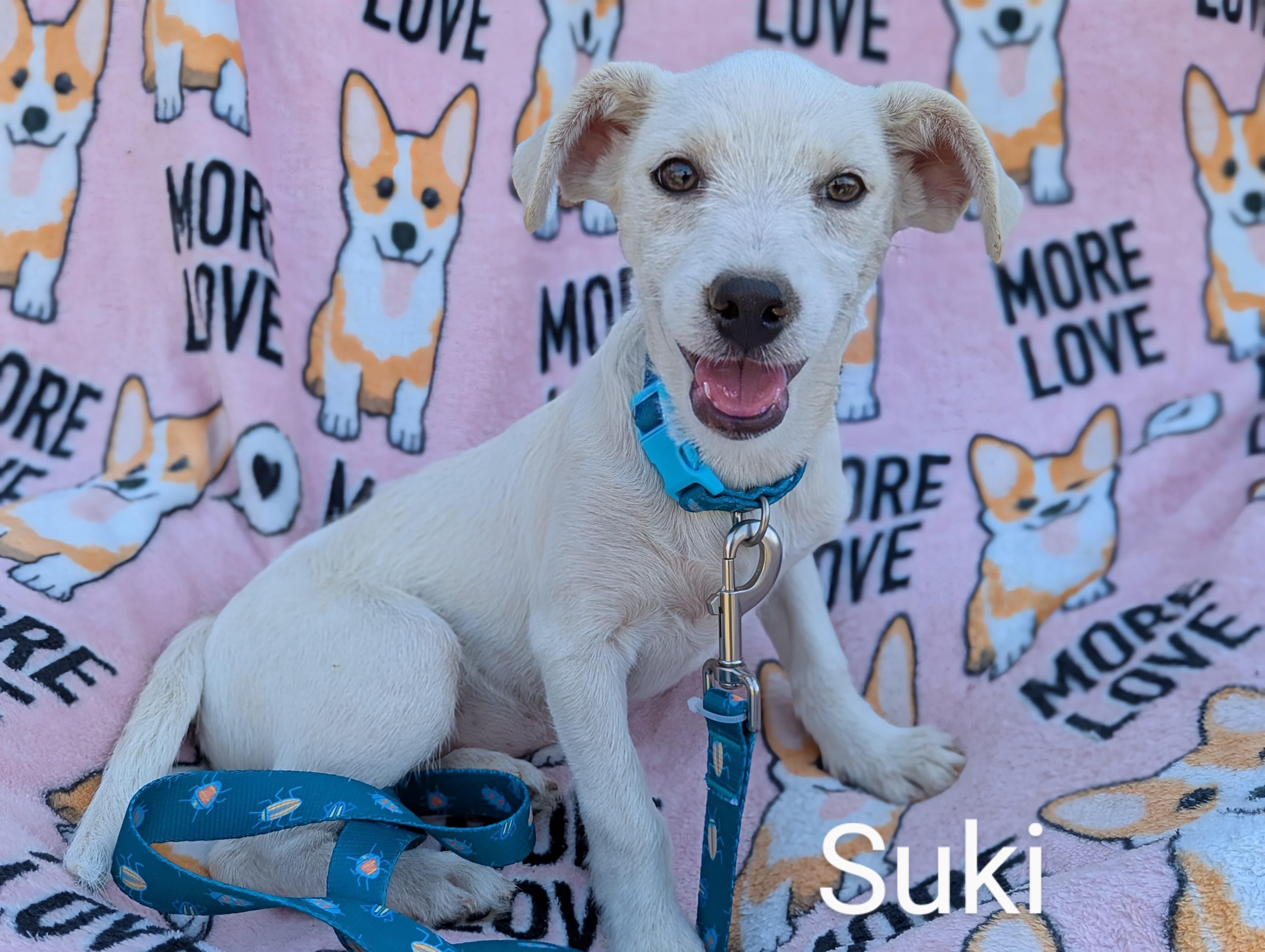 Dog for adoption - Suki, a Terrier & Chihuahua Mix in San Jose, CA | Petfinder