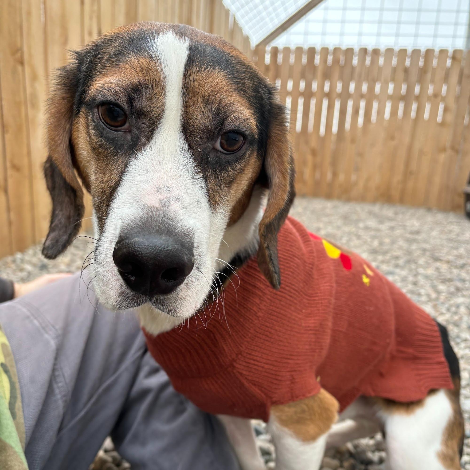 Dog for adoption - Turkey, a Beagle in Hartville, WY | Petfinder