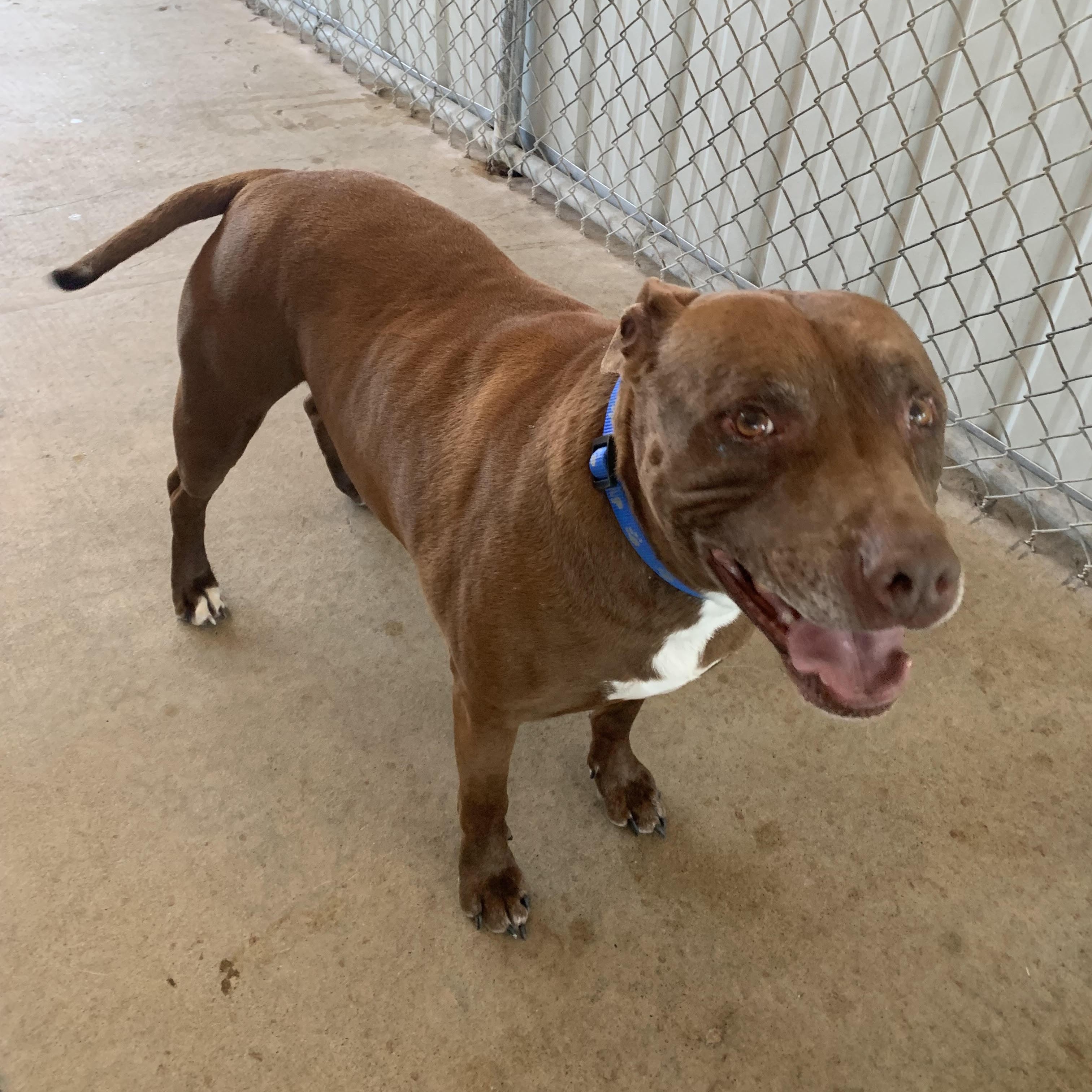 Dog for adoption - Chizard, a Pit Bull Terrier in Thayne, WY | Petfinder