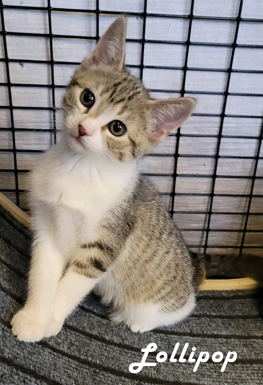 Cat for adoption - Mama Lulu and babies: Lollipop, Licorice, Lucky ...