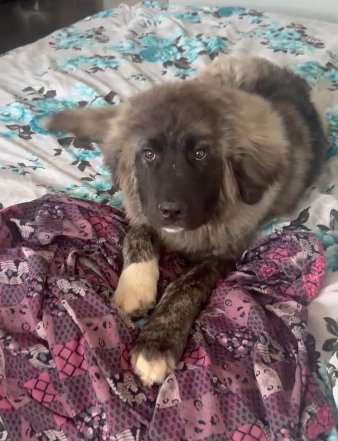 Dog for adoption - Zeus (50lbs), a Caucasian Sheepdog / Caucasian ...