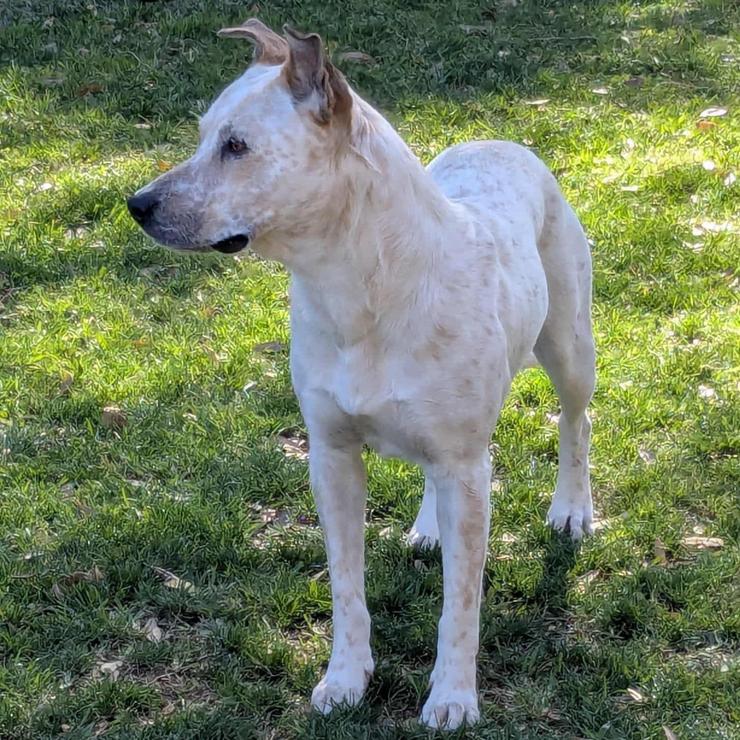 Dog for adoption - Saki, a Cattle Dog Mix in Portland, CT | Petfinder